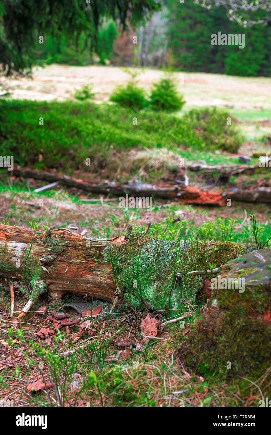 Close-up with a rotten tree trunk lying on the ground covered in ...