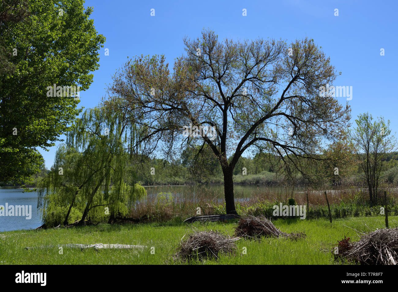 Nature landscape by the little lake Stock Photo - Alamy