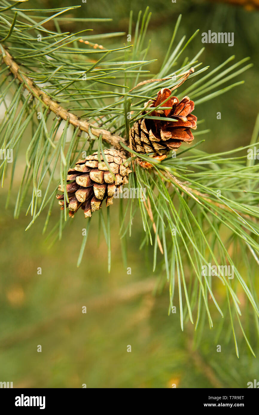 On the branch hang two open pine cones.Texture or background Stock ...