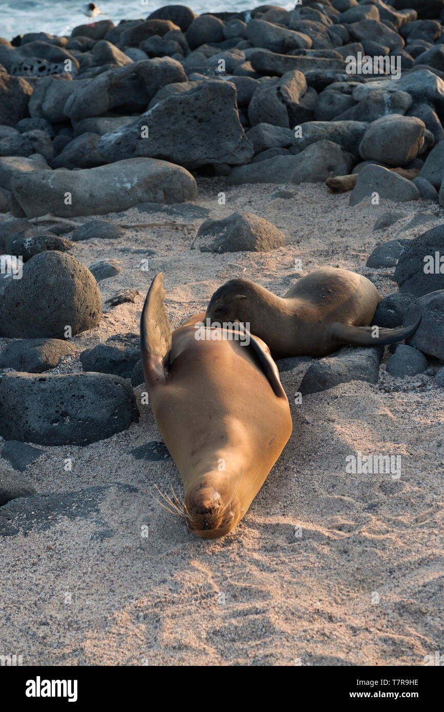The Galapagos Islands ,were the source for evolution theory worked out ...