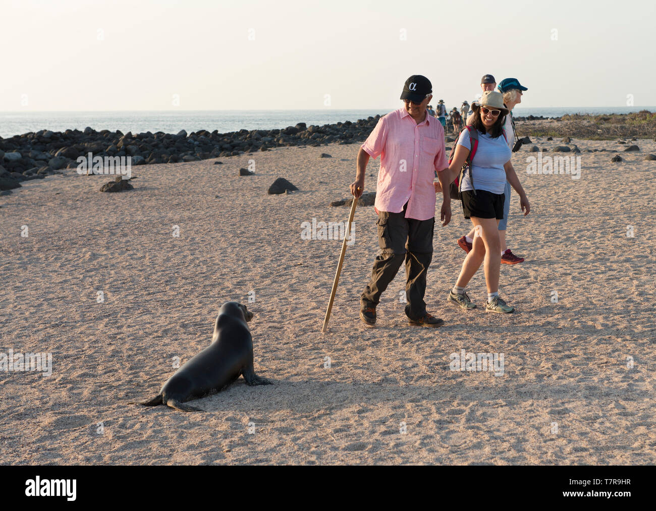 The Galapagos Islands ,were the source for evolution theory worked out ...