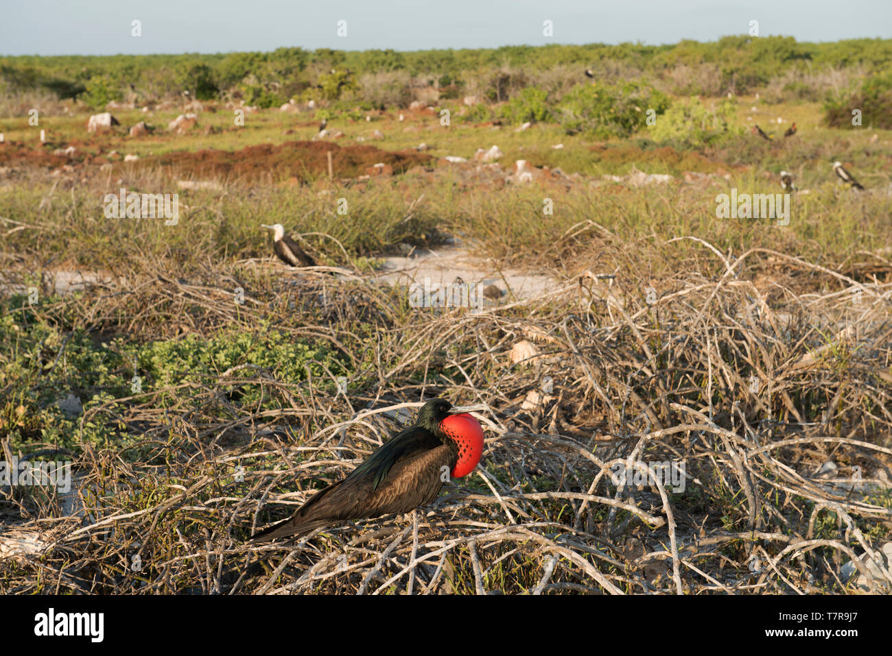 The Galapagos Islands ,were the source for evolution theory worked out ...