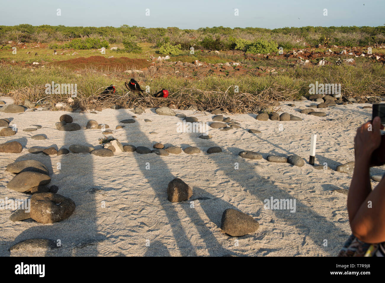 The Galapagos Islands ,were the source for evolution theory worked out ...