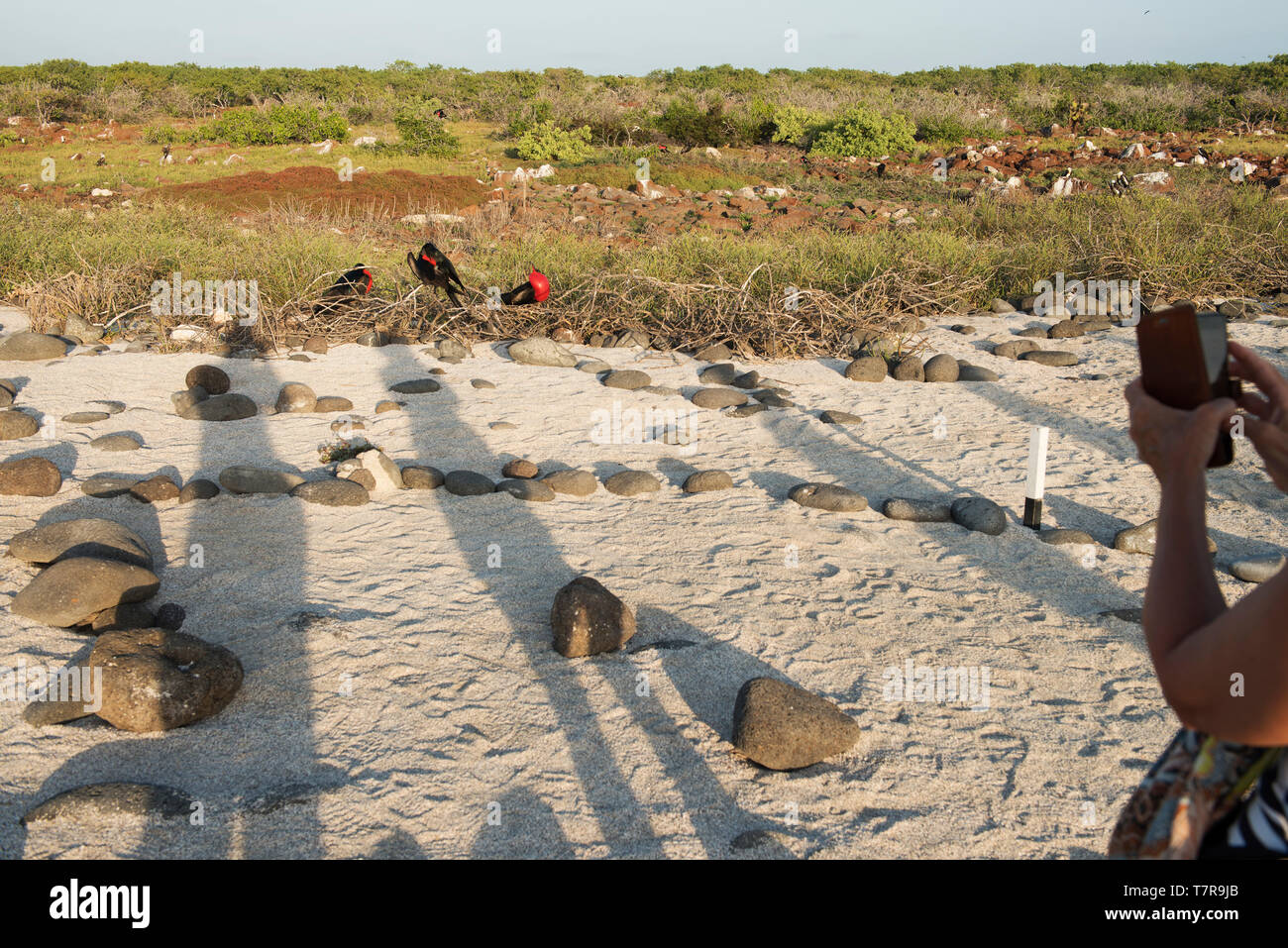 The Galapagos Islands ,were the source for evolution theory worked out ...