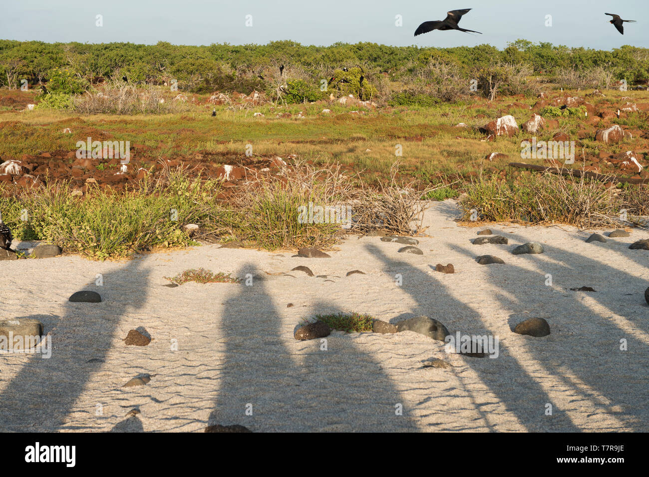 The Galapagos Islands ,were the source for evolution theory worked out ...