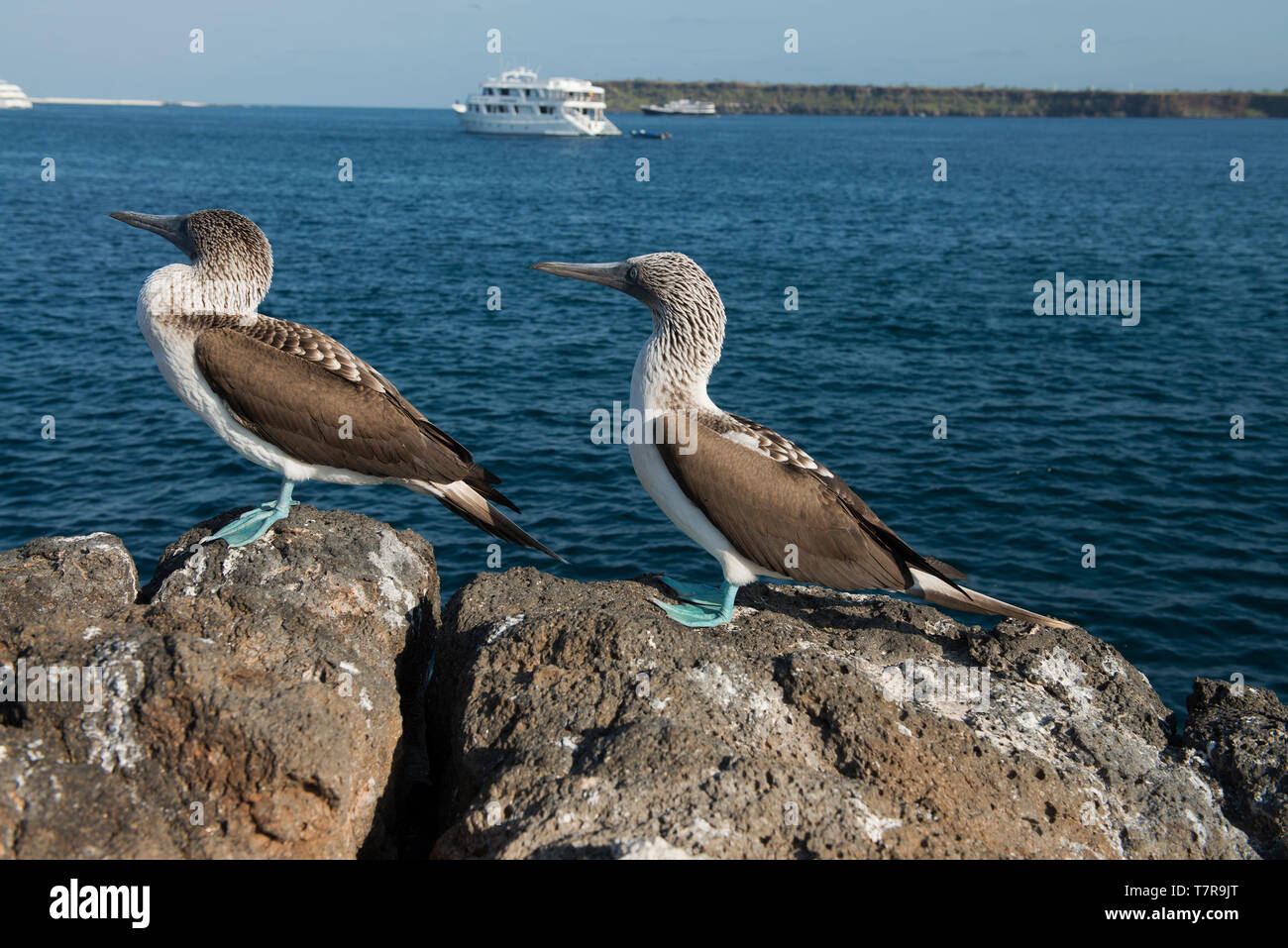 The Galapagos Islands ,were the source for evolution theory worked out ...
