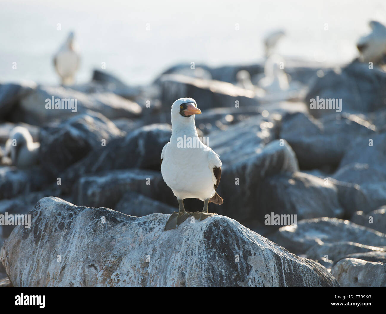 The Galapagos Islands ,were the source for evolution theory worked out ...