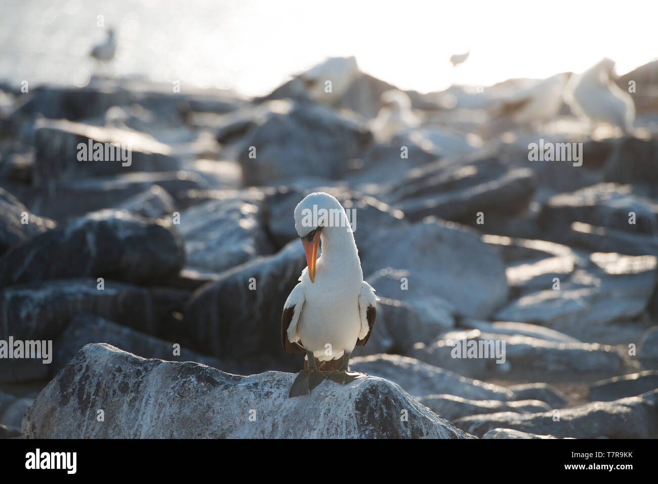 The Galapagos Islands ,were the source for evolution theory worked out ...