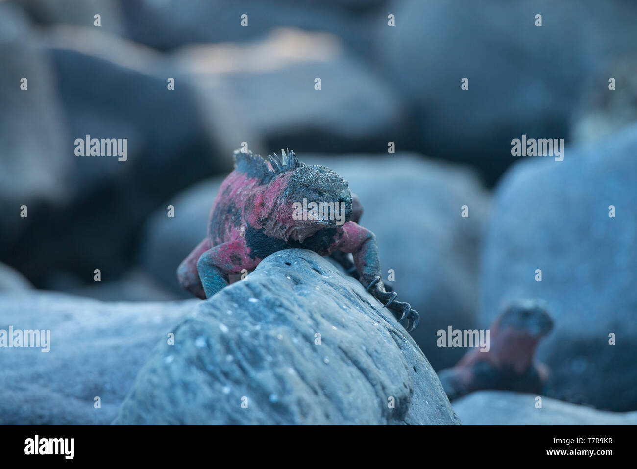 The Galapagos Islands ,were the source for evolution theory worked out ...