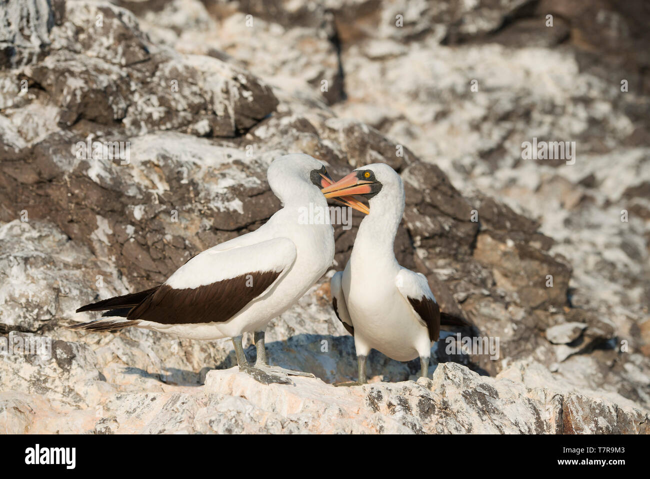 The Galapagos Islands ,were the source for evolution theory worked out ...