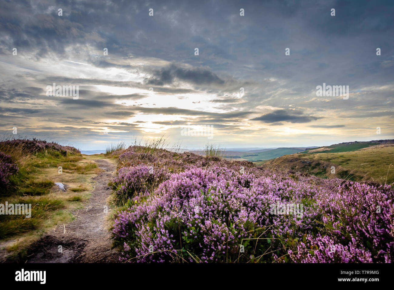 Path on top of the hill, purple heather growing on moorland and moody ...