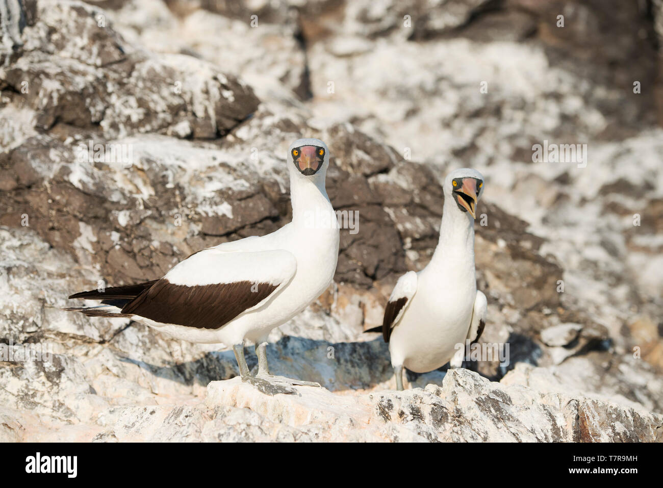 The Galapagos Islands ,were the source for evolution theory worked out ...