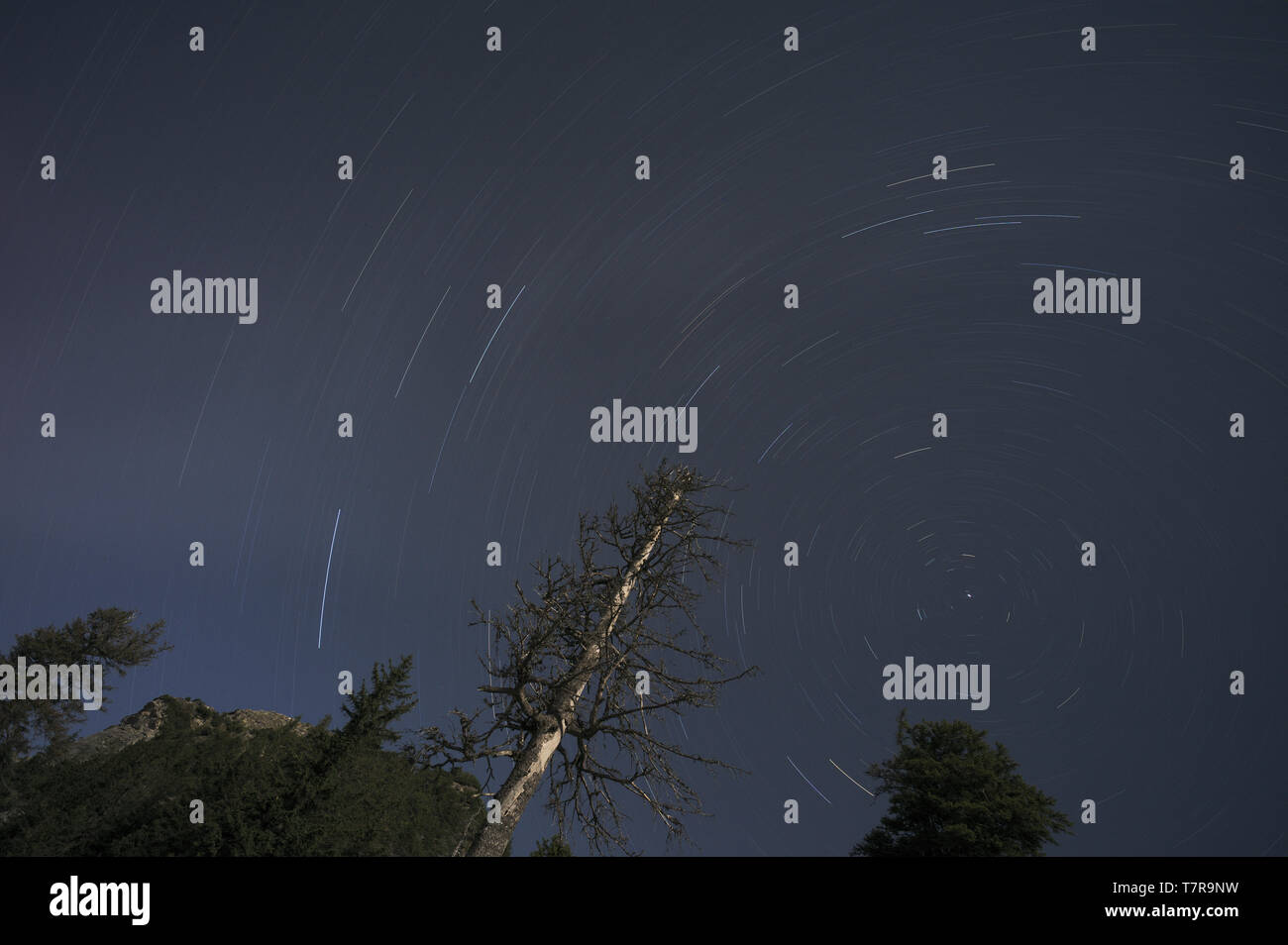 Tree with Startrail Stock Photo - Alamy