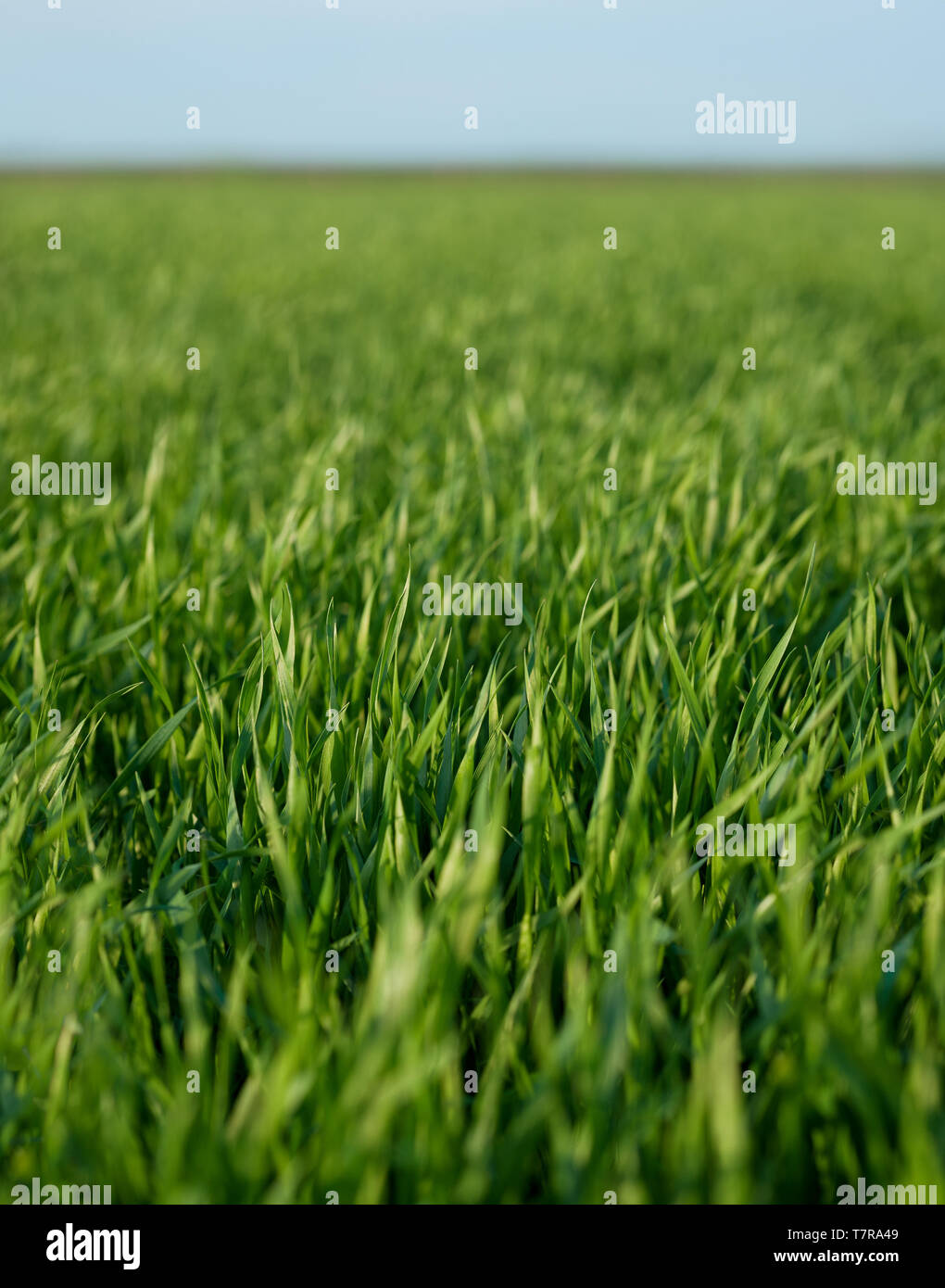 Fresh green grass background. Wheat filed in spring close up Stock ...