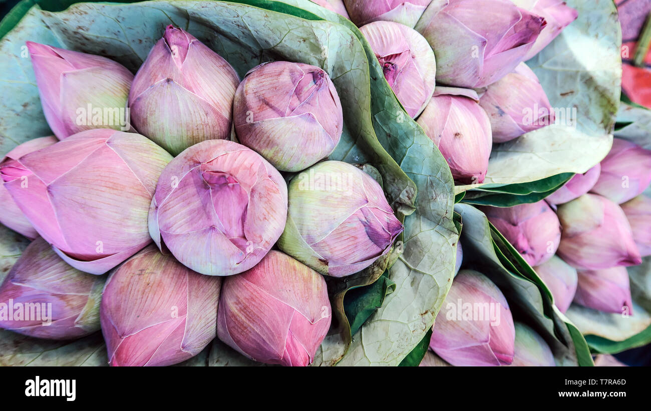 Bouquet of lotus flowers background Stock Photo - Alamy