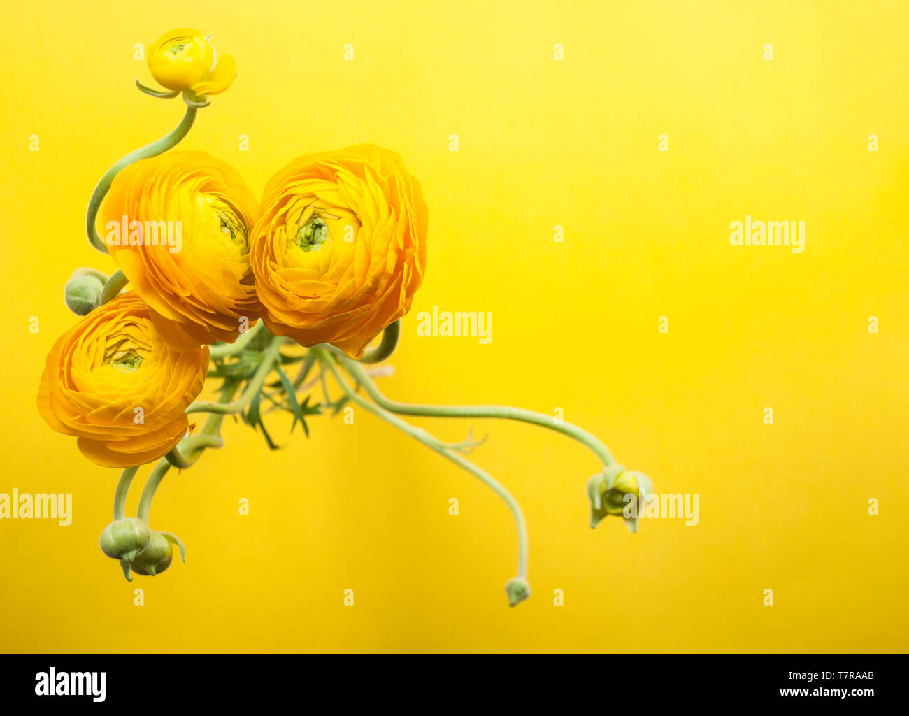 Bouquet of beautiful fresh yellow color ranunculus on yellow background ...