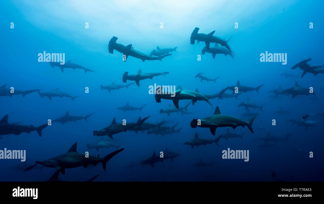 School Of Hammerhead Sharks Wallpaper