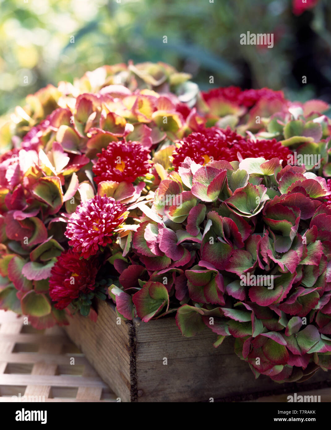 Hydrangeas still life hi-res stock photography and images - Alamy
