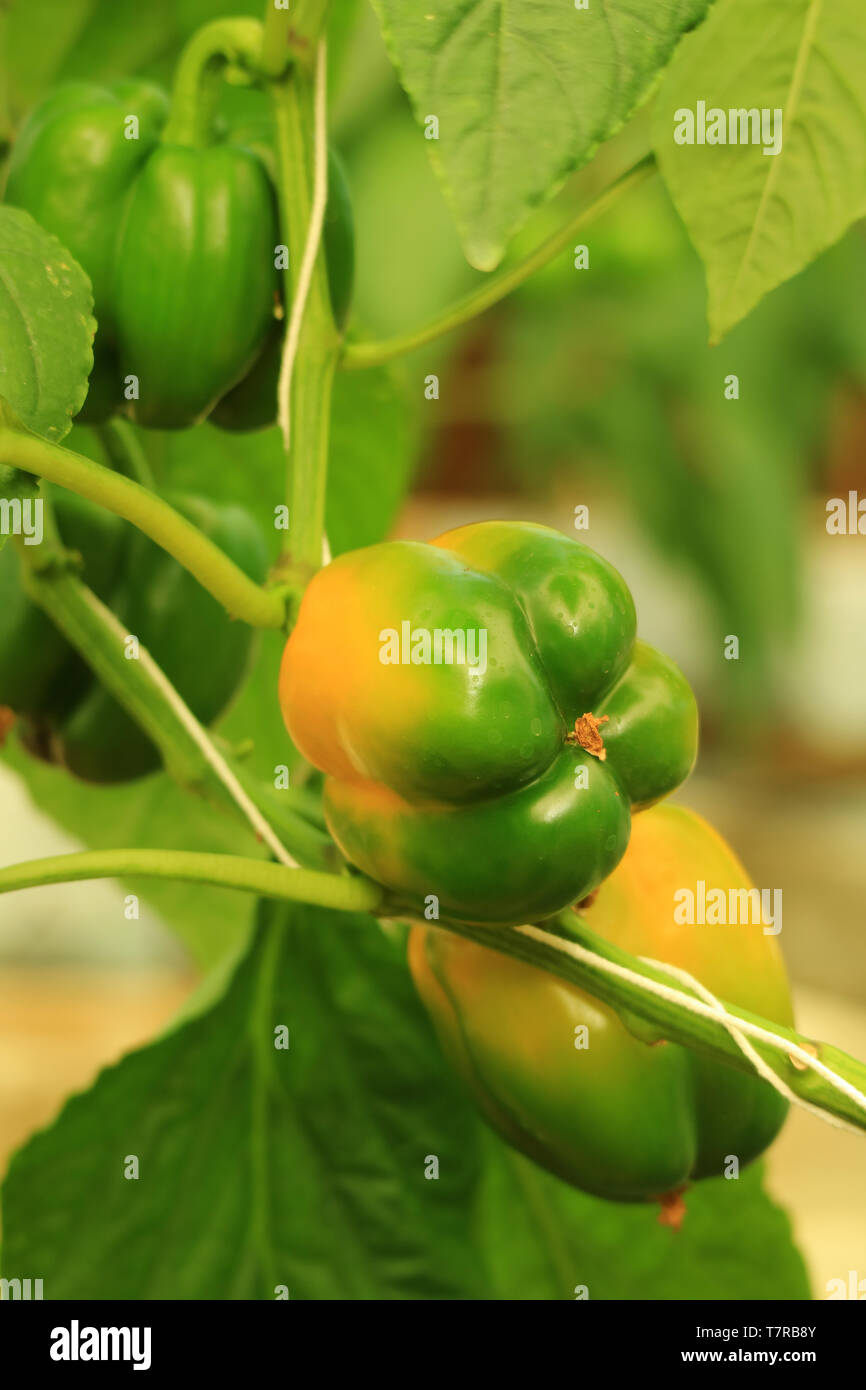Vertical Image of Ripening Bell Pepper from Green to Yellow Color on ...