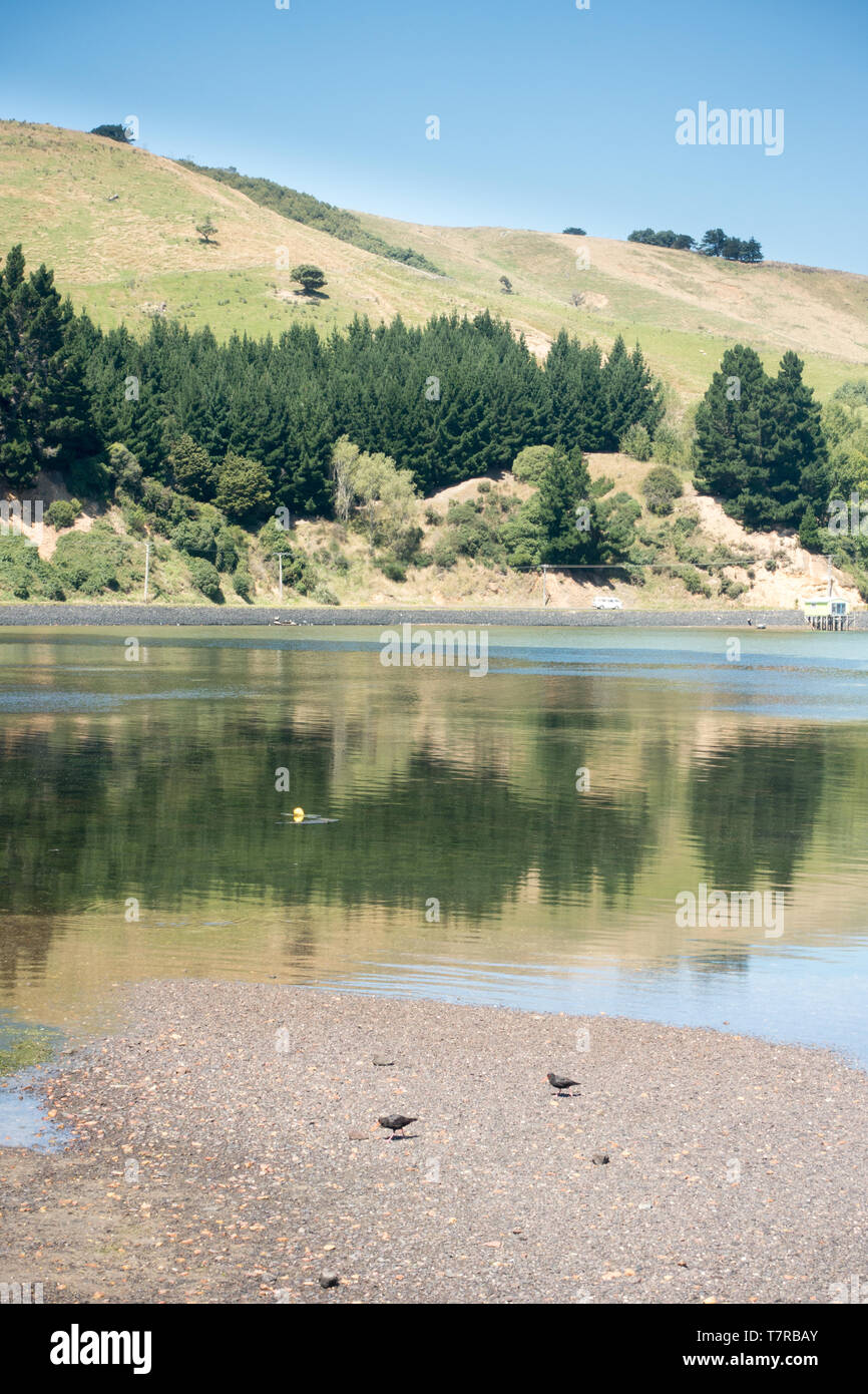 The Otago Peninsular near Dunedin on NZ's South Island is a nature ...