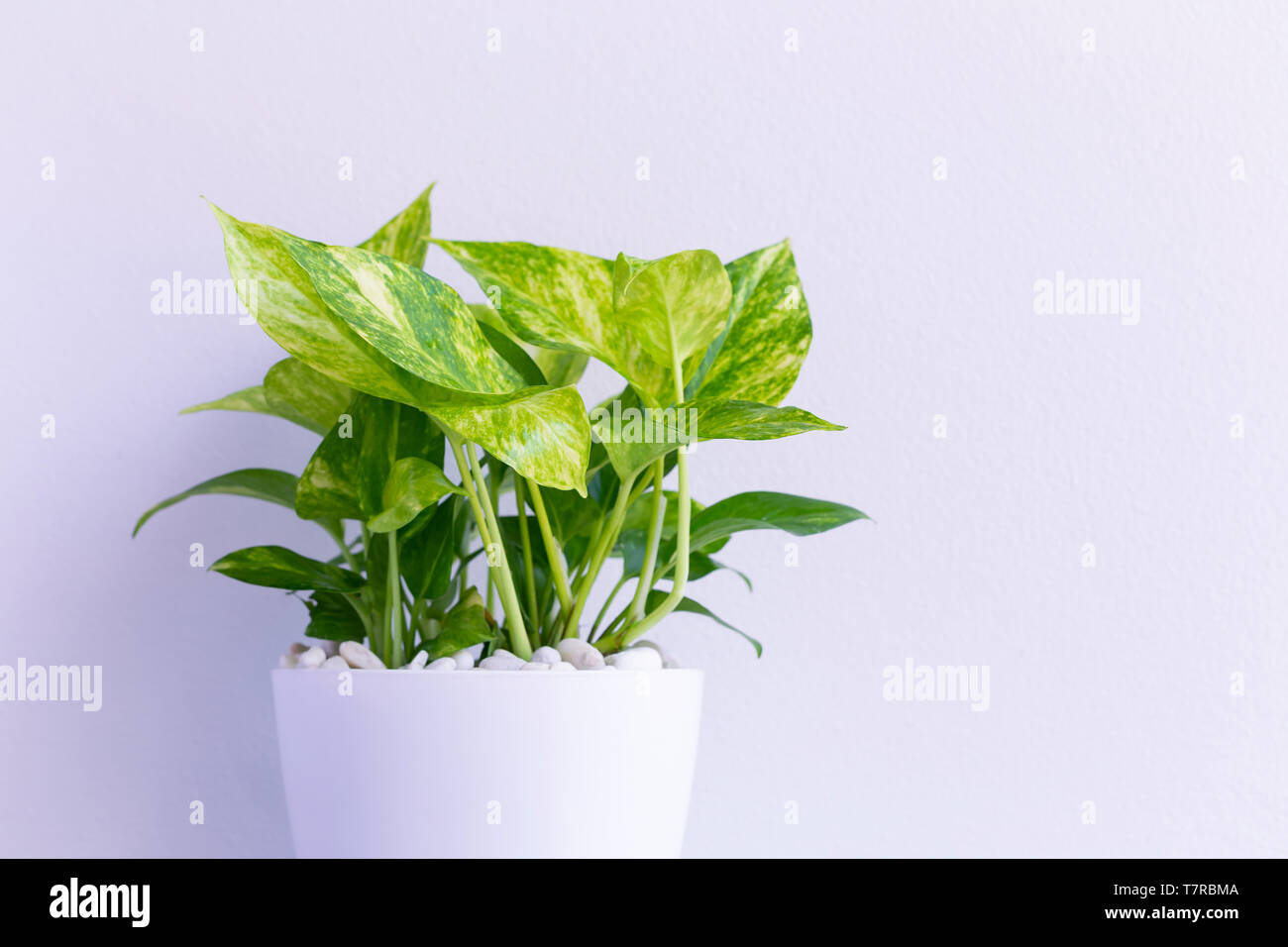 Ornamental plants. Money flows to Thailand in pots Stock Photo - Alamy
