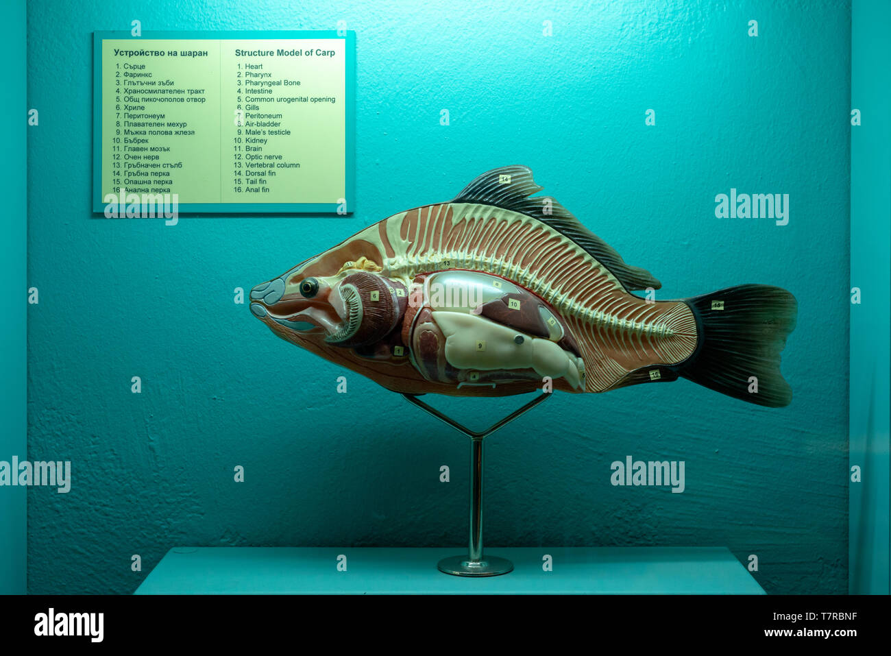Plastic structure model of Carp visualisation on display at the ...