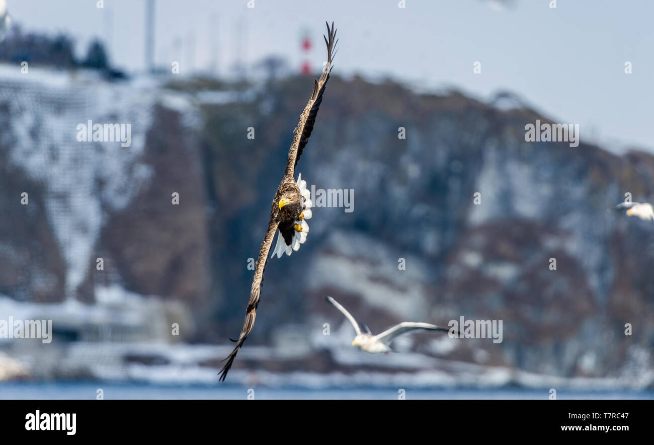 Adult White-tailed eagle in flight. Front view. Mountains background ...