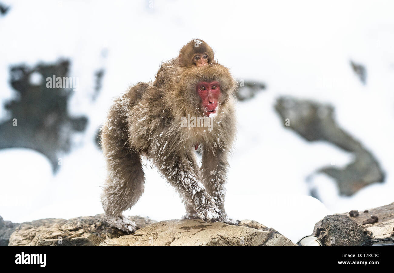 The Japanese macaque and cub. Scientific name: Macaca fuscata, also ...