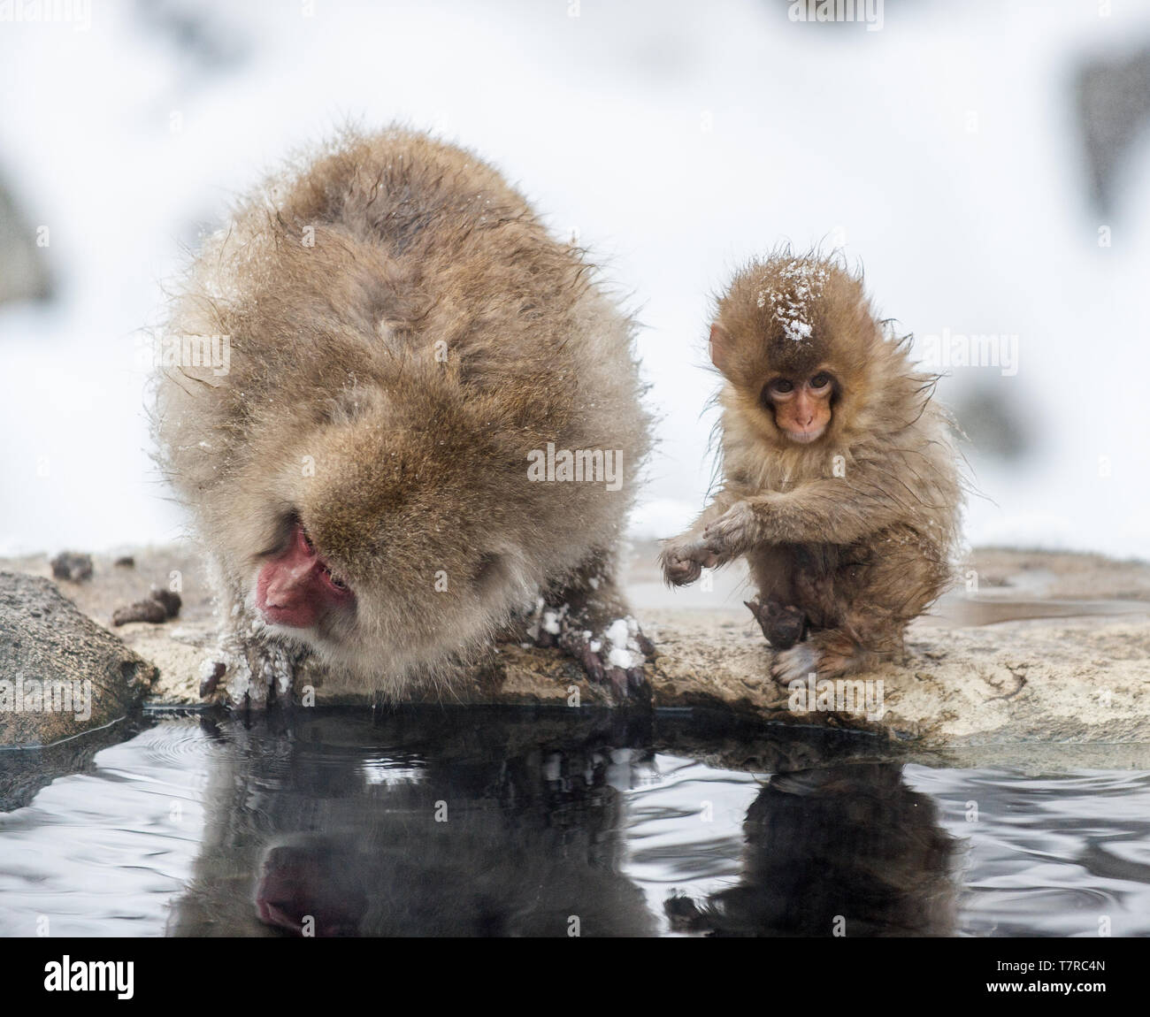 The Japanese macaque and cub. Scientific name: Macaca fuscata, also ...
