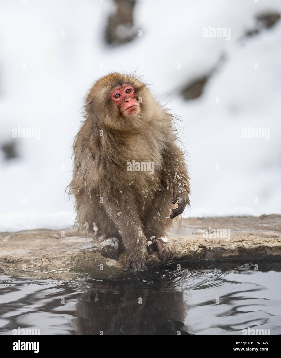 Japanese macaque on the stone near natural hot springs. The Japanese ...