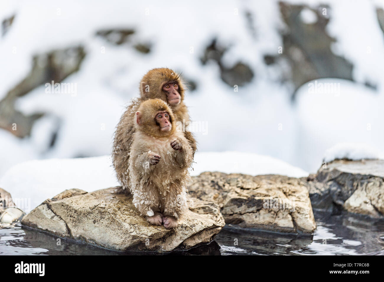 The Japanese macaque and cub. Scientific name: Macaca fuscata, also ...