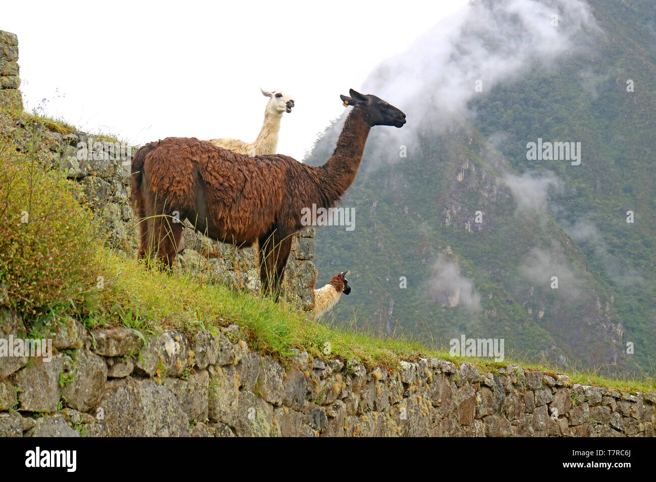 Group of Friendly Llamas at Machu Picchu Inca Ancient Citadel, Cusco ...