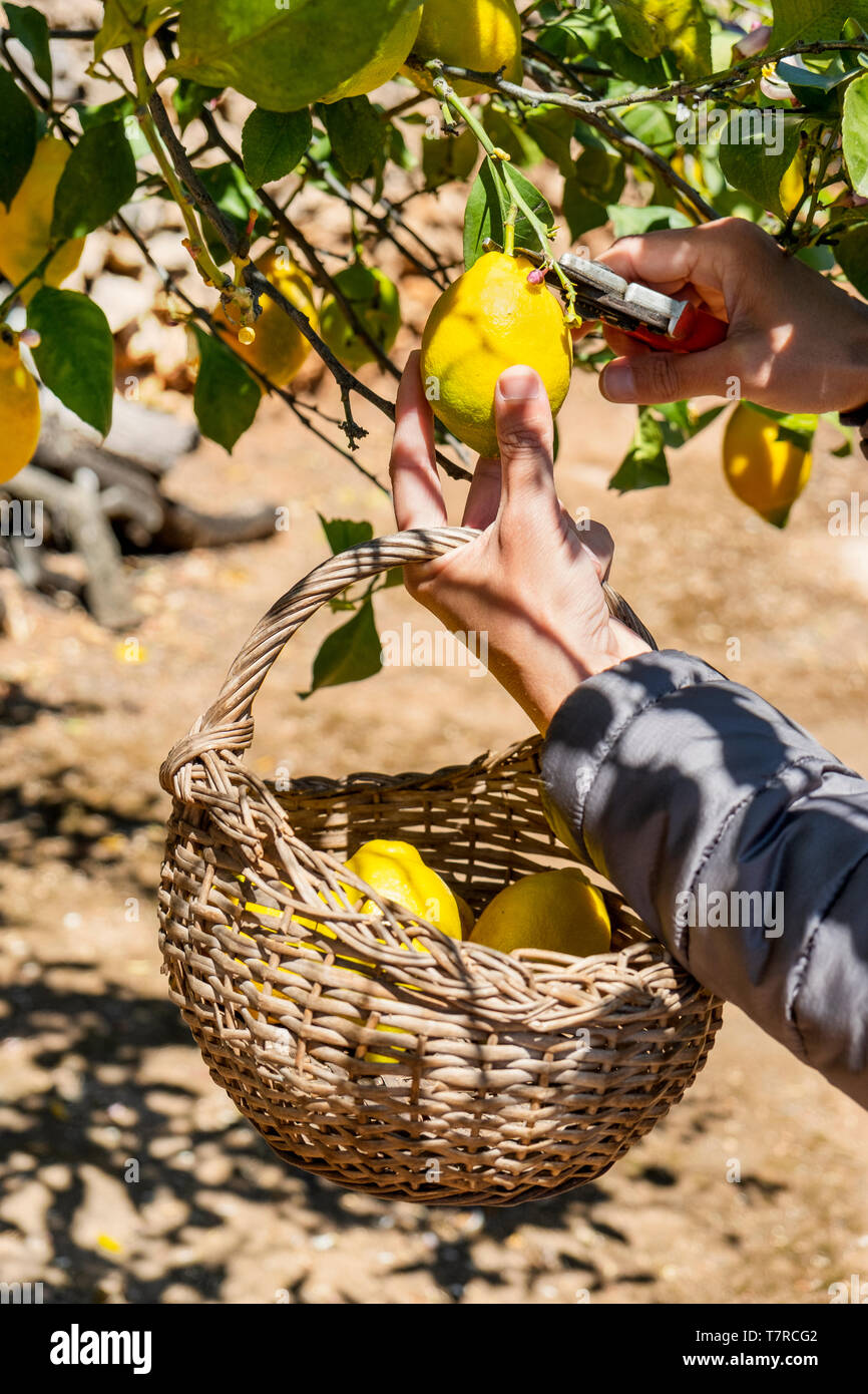 closeup of a young caucasian man collecting a lemon from a lemon tree ...