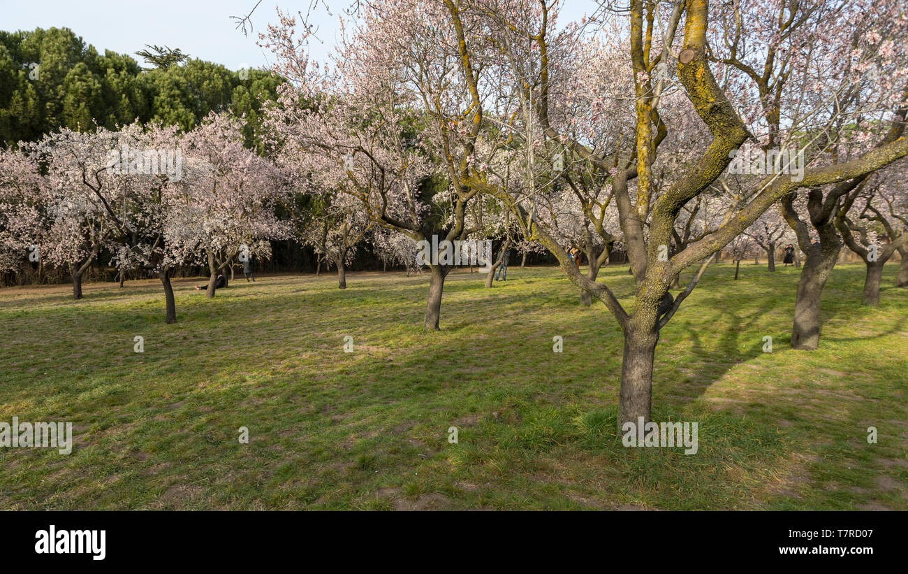 Field with Cherry blossoms in spring Stock Photo - Alamy