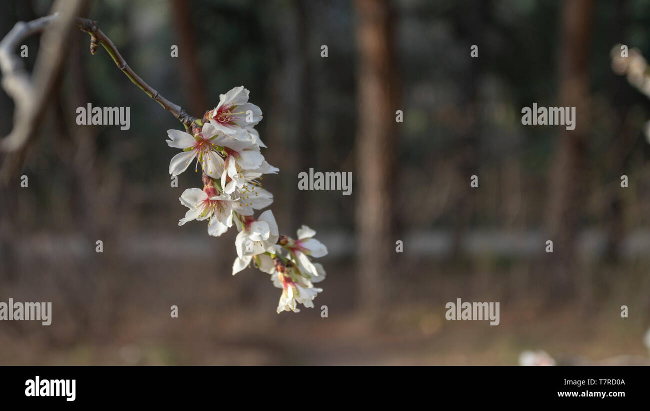 Field with Cherry blossoms in spring Stock Photo - Alamy
