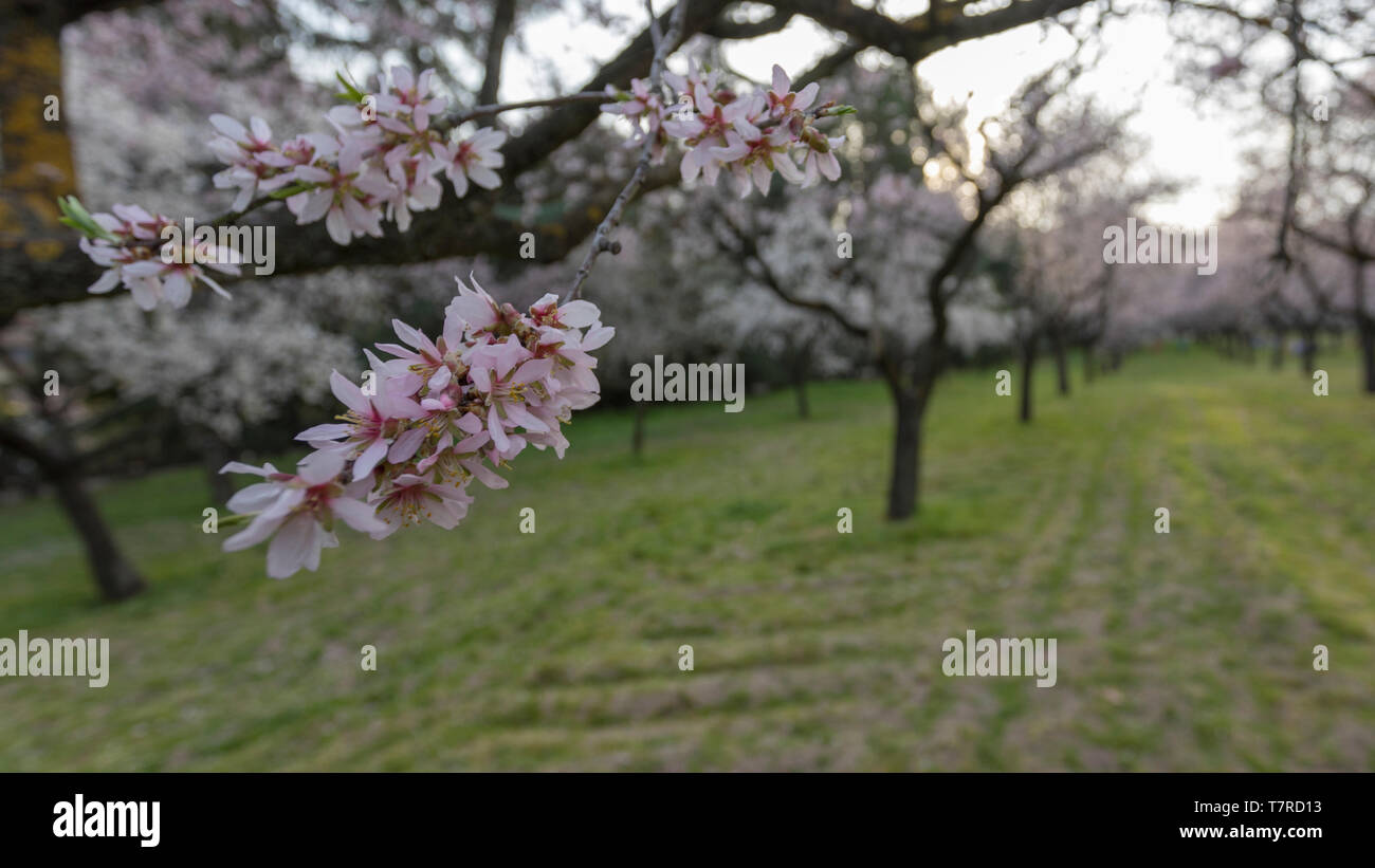 Field with Cherry blossoms in spring Stock Photo - Alamy