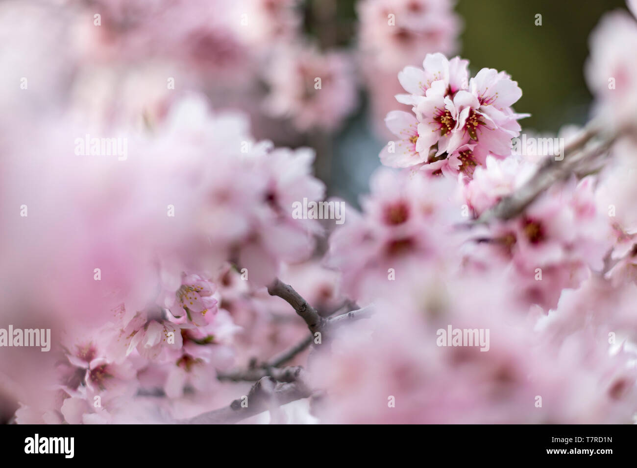 Field with Cherry blossoms in spring Stock Photo - Alamy