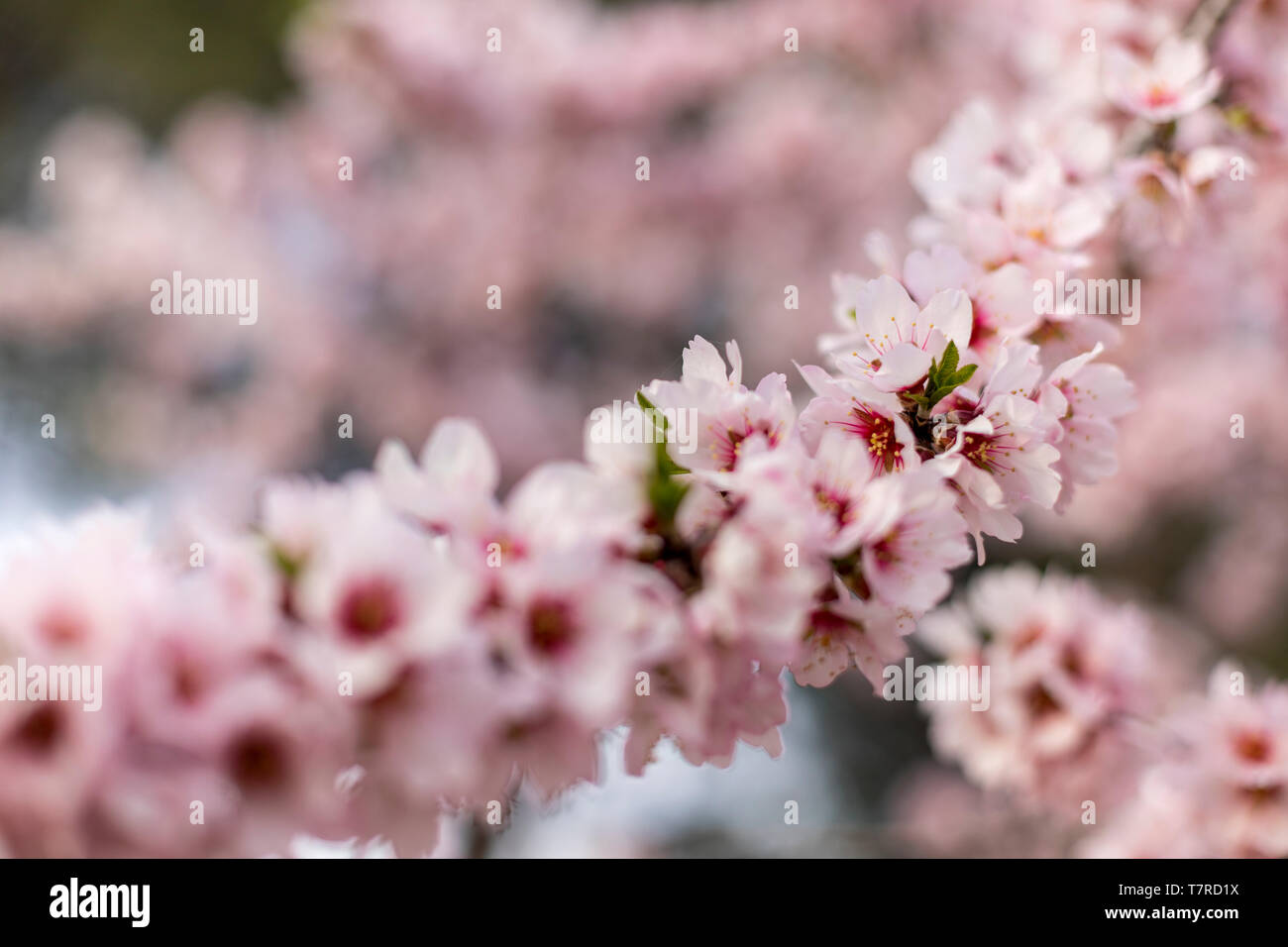 Field with Cherry blossoms in spring Stock Photo - Alamy