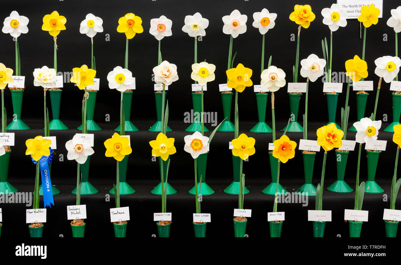 Daffodils on a show bench Stock Photo - Alamy