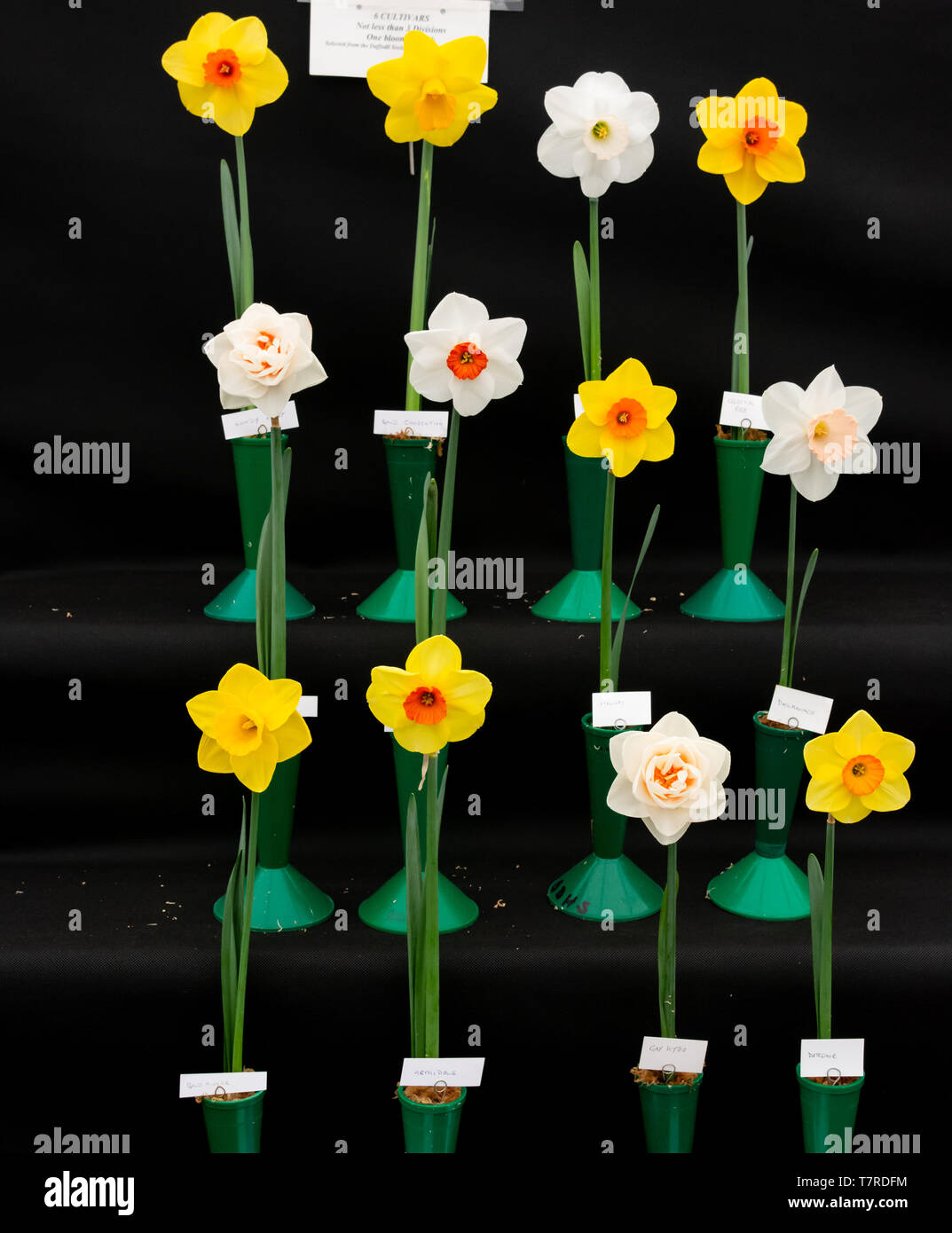 Daffodils on a show bench Stock Photo - Alamy