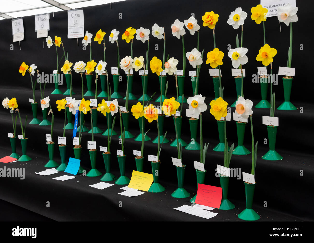 Daffodils on a show bench Stock Photo - Alamy
