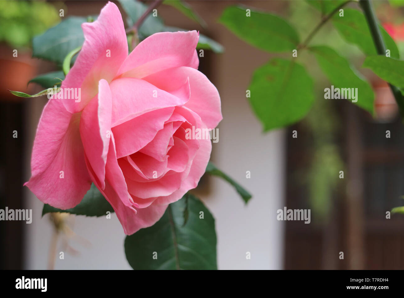 Patio rose pink hi-res stock photography and images - Alamy