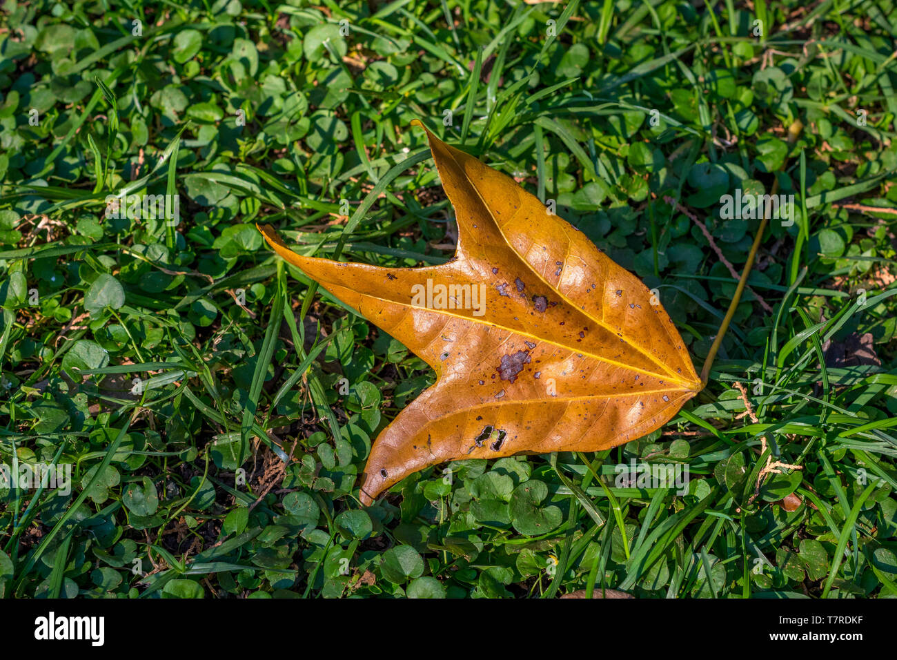 An odd shaped autumn leaf isolated on a green patch of grass image with ...