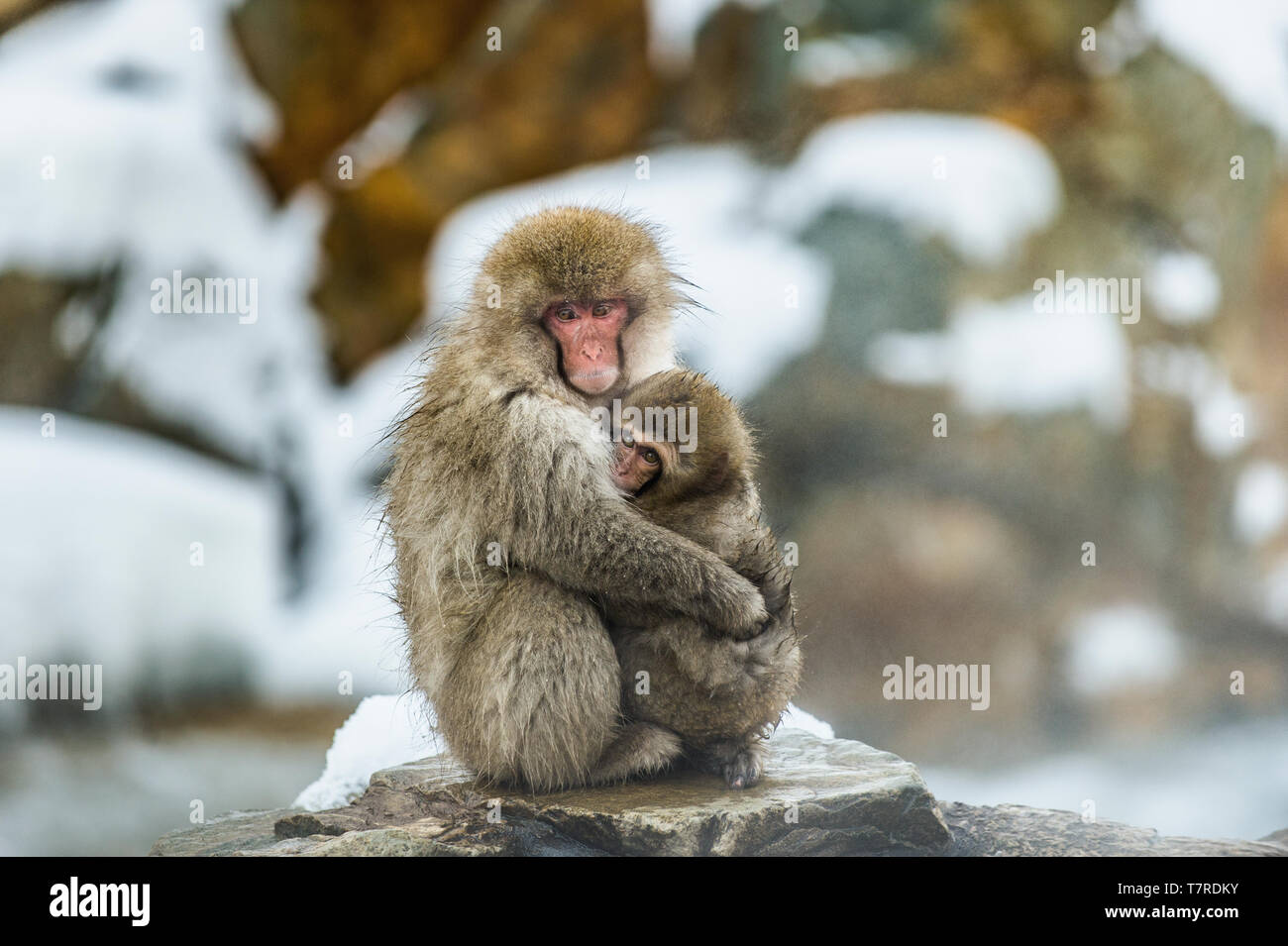 The Japanese macaque and cub. Scientific name: Macaca fuscata, also ...