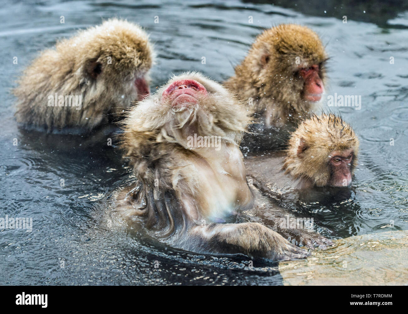 Japanese macaques is grooming, checking for fleas and ticks. The ...