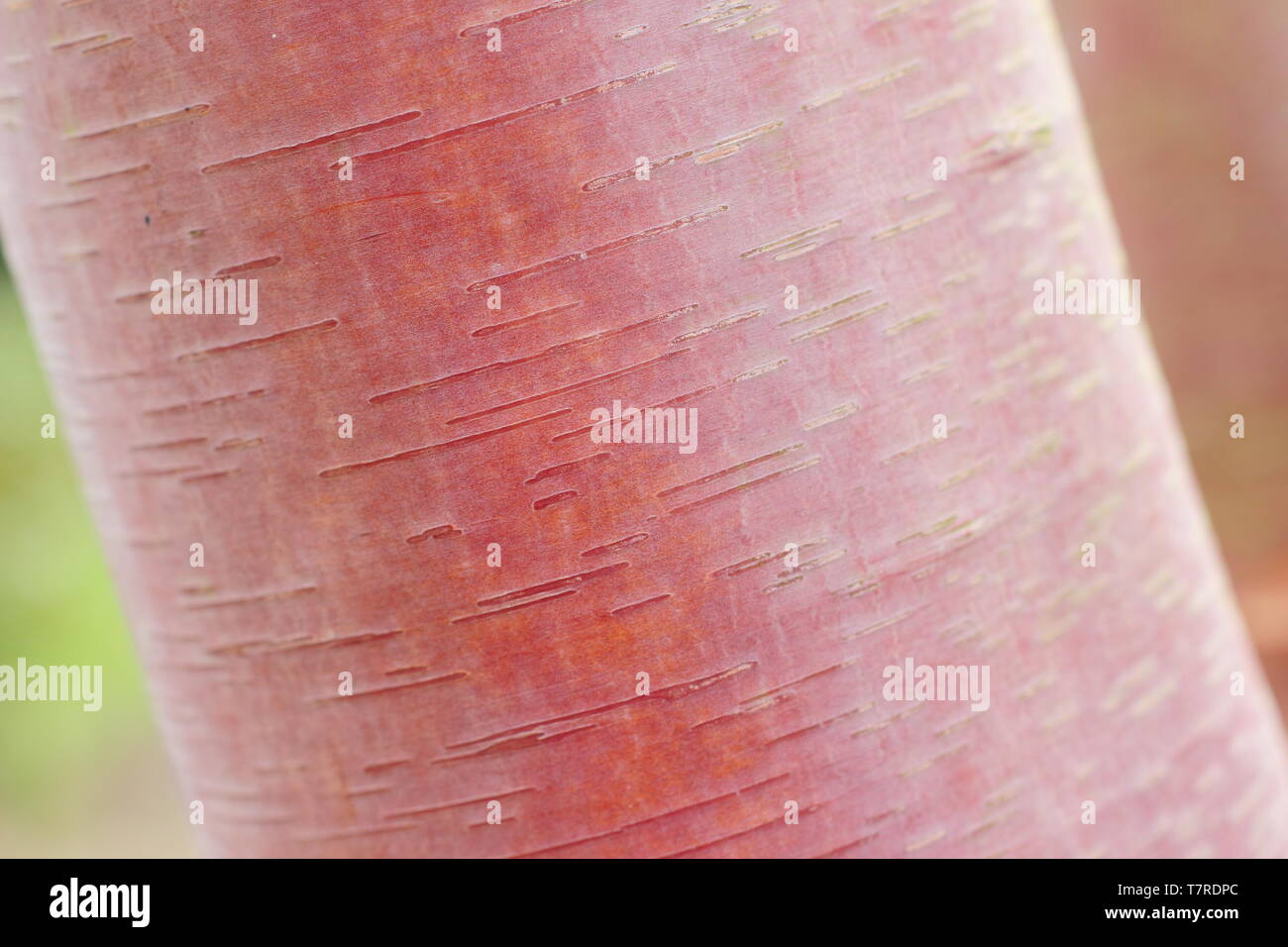 Betula albosinensis 'Chinese Garden'. Pink and cream tones of Betula ...
