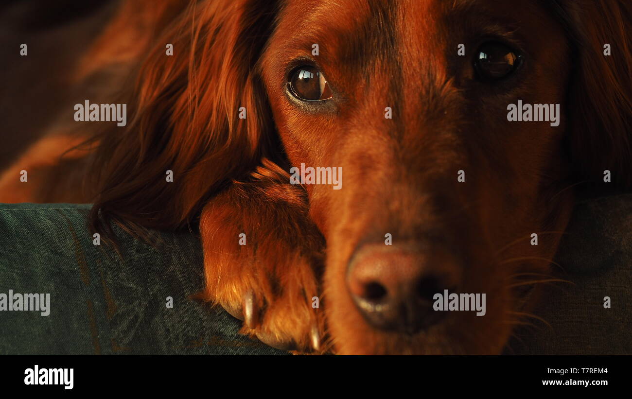 Red Setter Eyes Stock Photo - Alamy