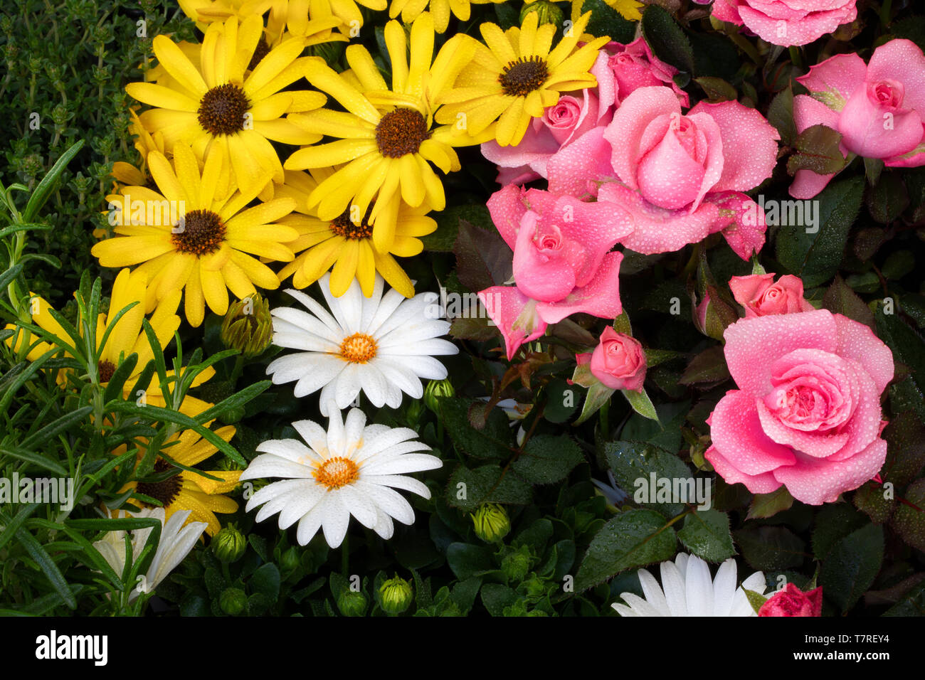 Fresh colorful flowers for the garden Stock Photo - Alamy