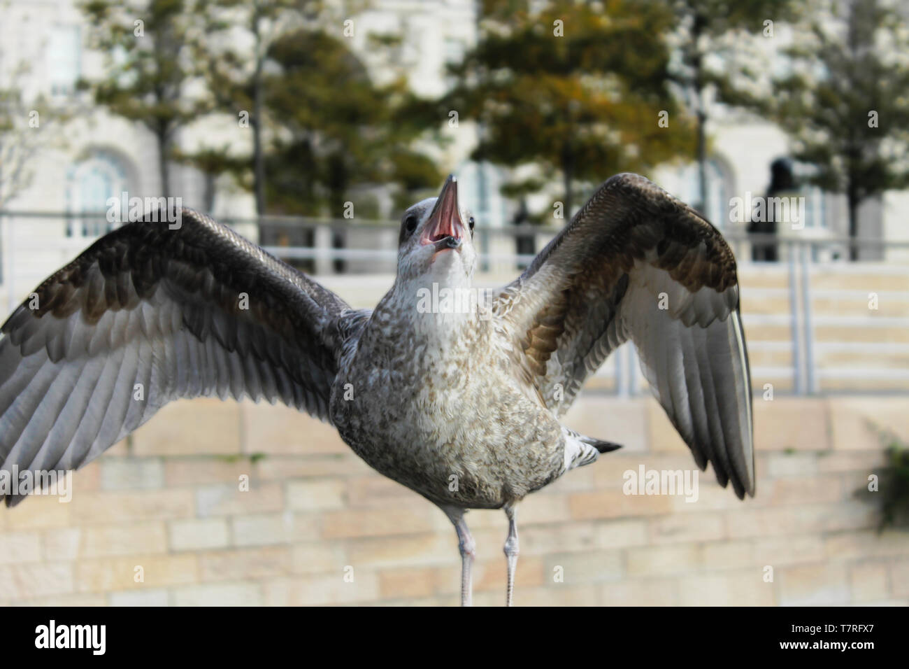 Seagull stretching wings Stock Photo - Alamy