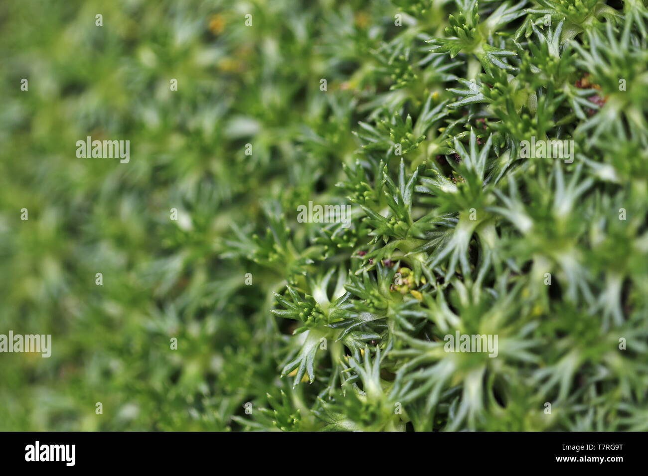 Azorella plant hi-res stock photography and images - Alamy